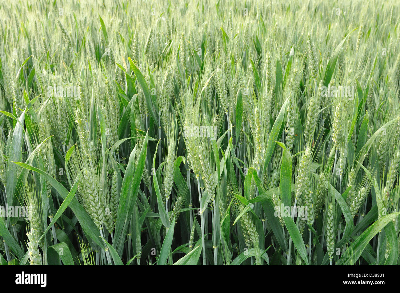 Barley spikes hi-res stock photography and images - Alamy