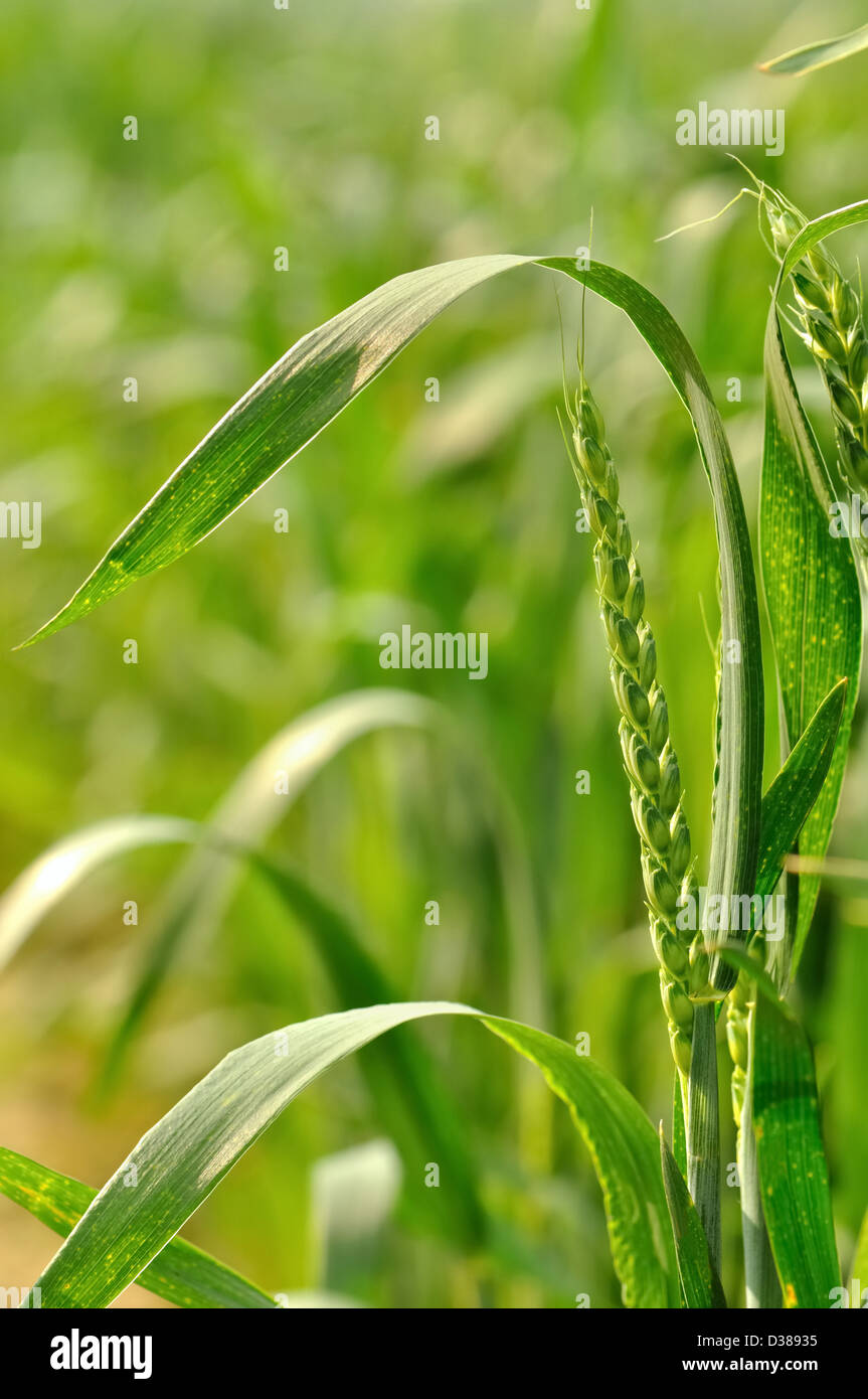 Green ears of corn hi-res stock photography and images - Alamy