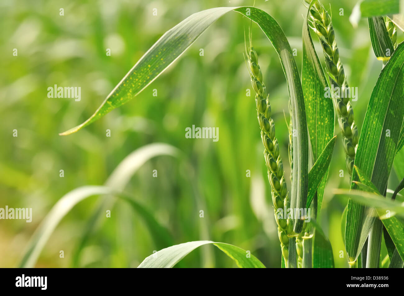 Green ears of corn hi-res stock photography and images - Alamy