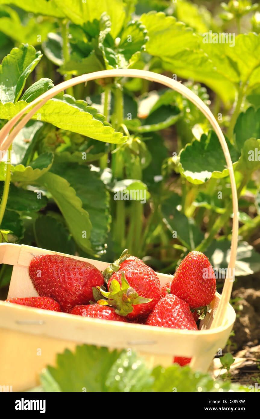 strawberries harvested from the strawberry plants Stock Photo - Alamy