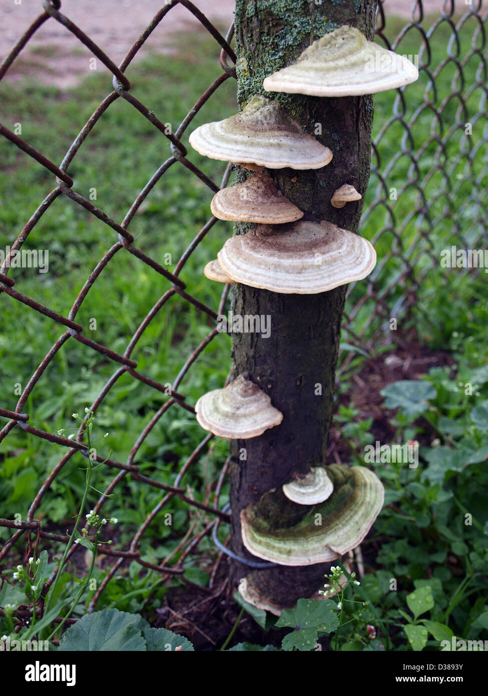 Decaying nature hi-res stock photography and images - Alamy