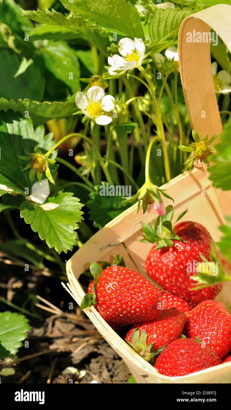 strawberries harvested from the strawberry plants Stock Photo - Alamy