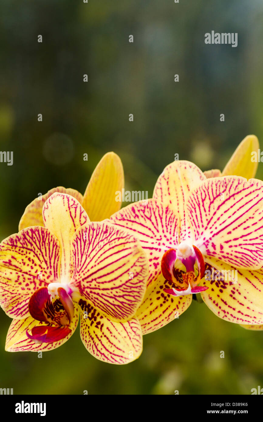 Close up of colorful orchid plants in full blossom Stock Photo - Alamy