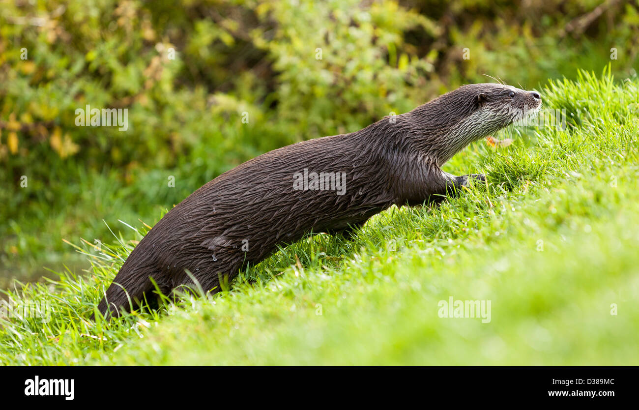 An Otter at the British Wildlife Centre in Surrey, England Stock Photo ...