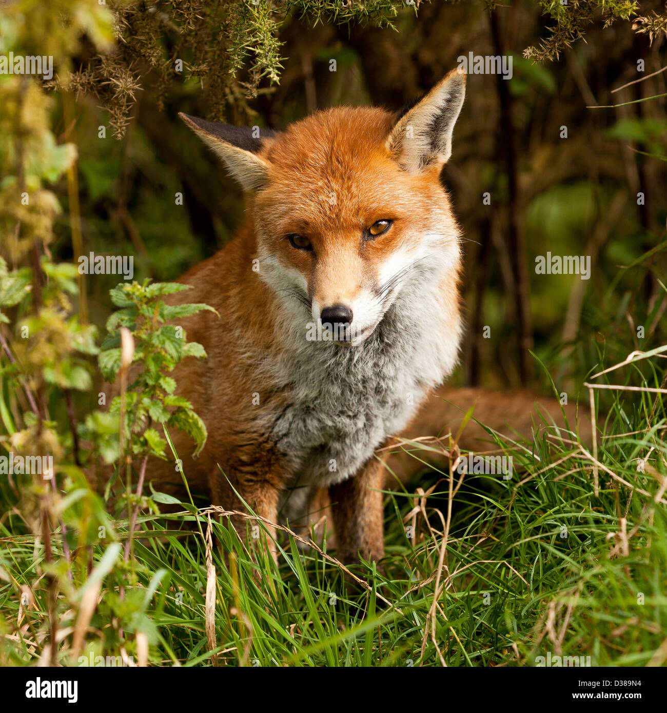 Red fox vulpes vulpes british wildlife hi-res stock photography and ...