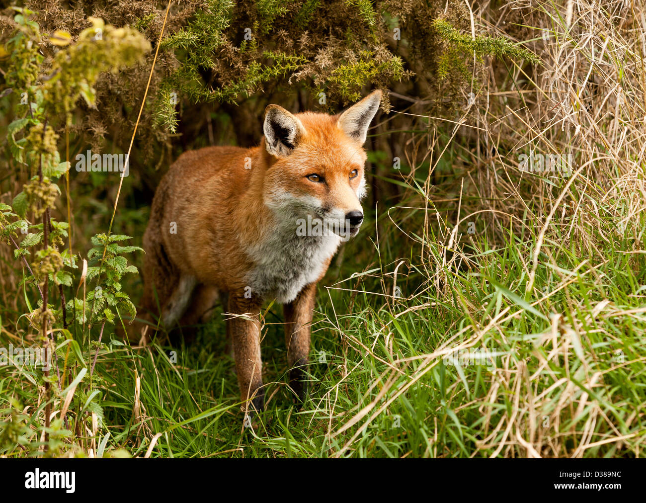 A Red Fox at the British Wildlife Centre in Surrey, England Stock Photo ...