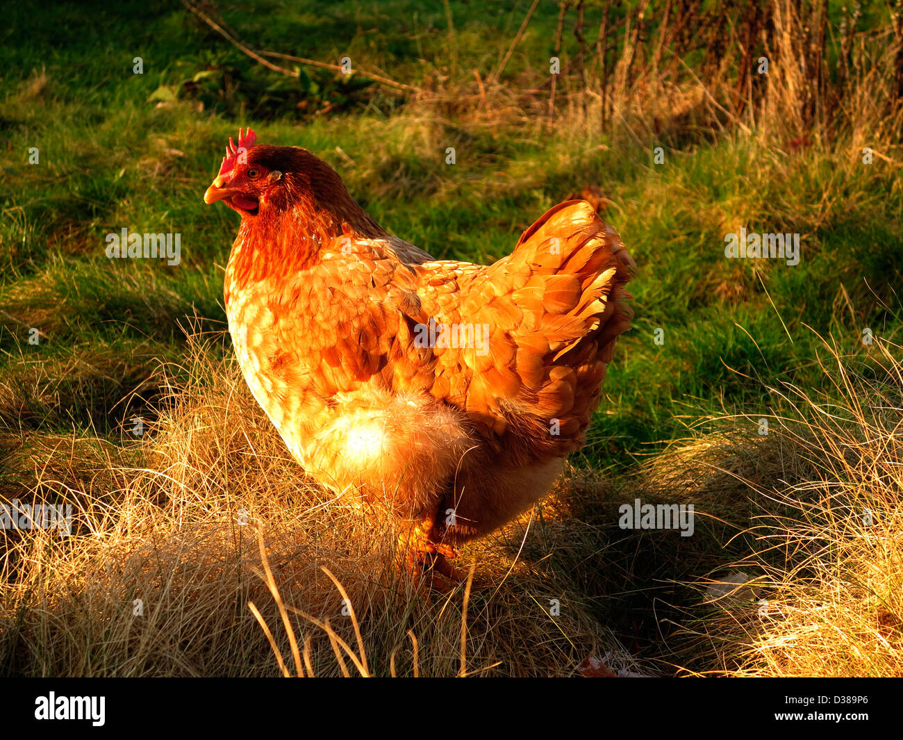 Hen domesticates (Gallus gallus), russet hen, farm hen, walking in the ...