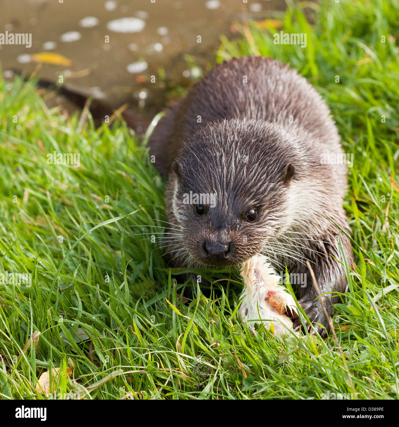 An Otter at the British Wildlife Centre in Surrey, England Stock Photo ...