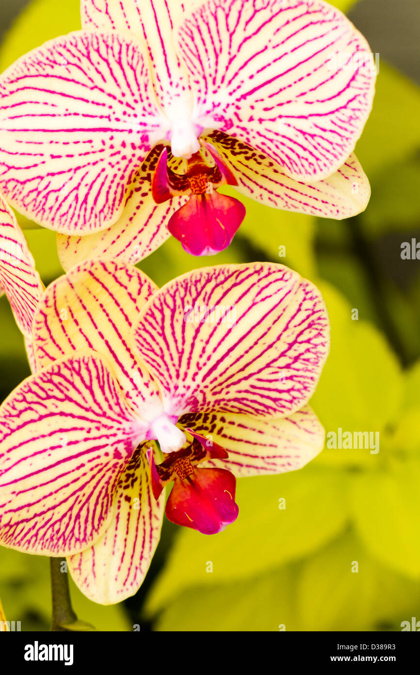 Close up of colorful orchid plants in full blossom Stock Photo - Alamy