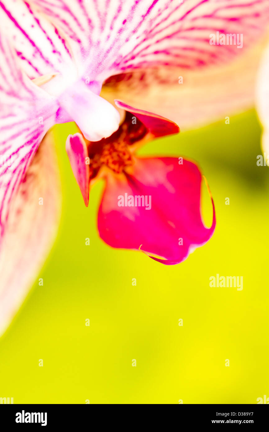 Close up of colorful orchid plants in full blossom Stock Photo - Alamy