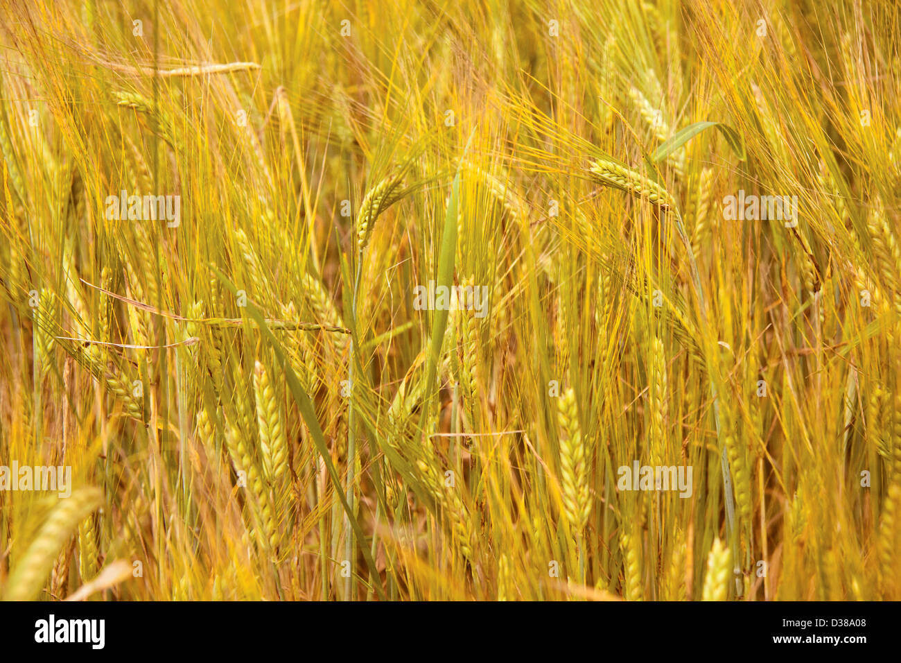 golden wheat field in summer Stock Photo - Alamy