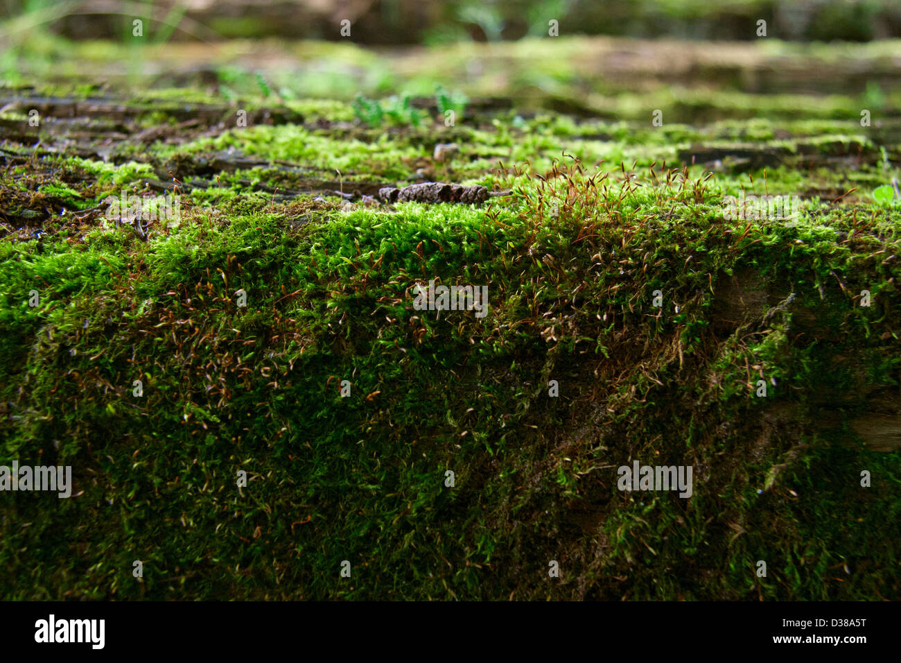 Bright green moss in the forest Stock Photo - Alamy