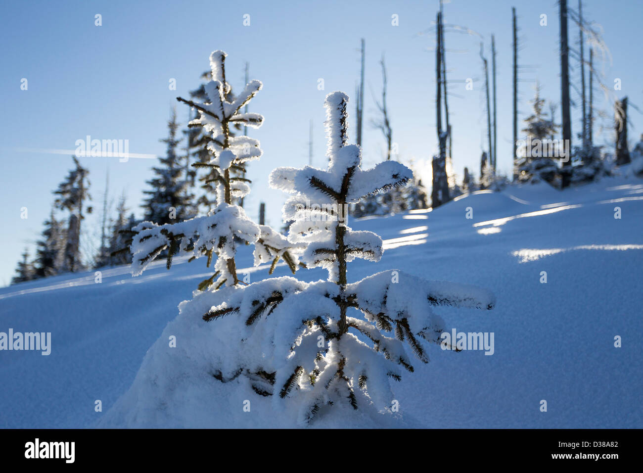 winter in bavarian forest, germany Stock Photo - Alamy