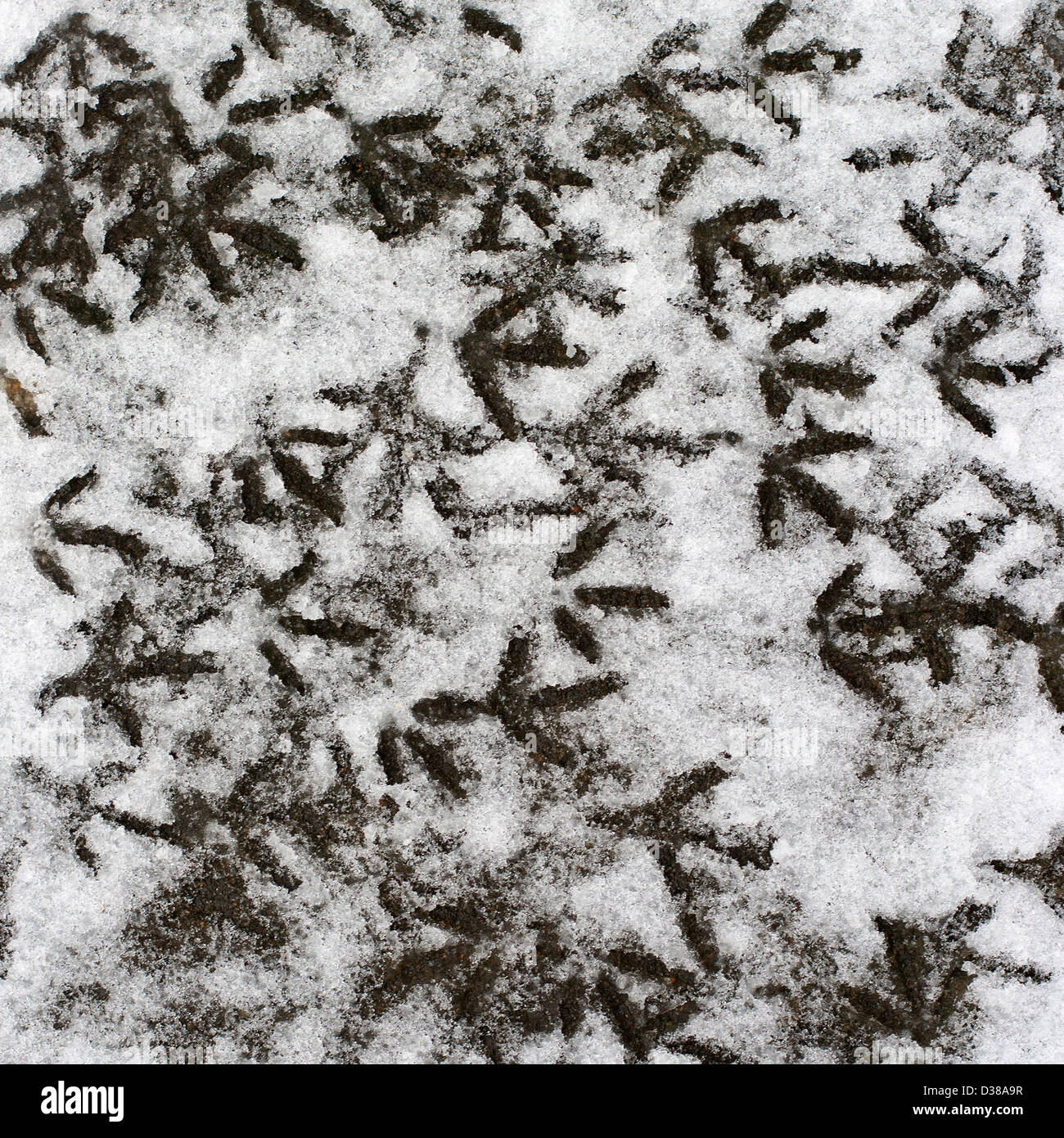 Multiple bird foot steps in a snow Stock Photo - Alamy