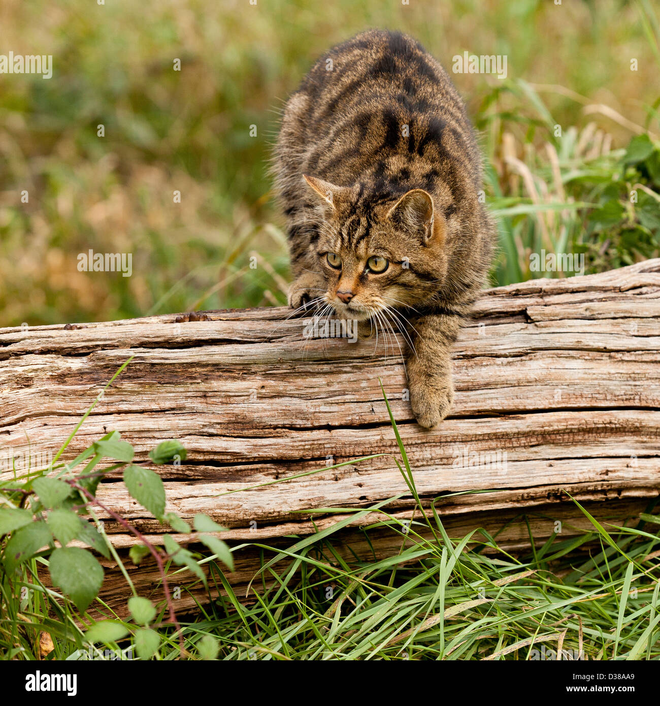 Scottish highlands scottish wildcat hi-res stock photography and images ...