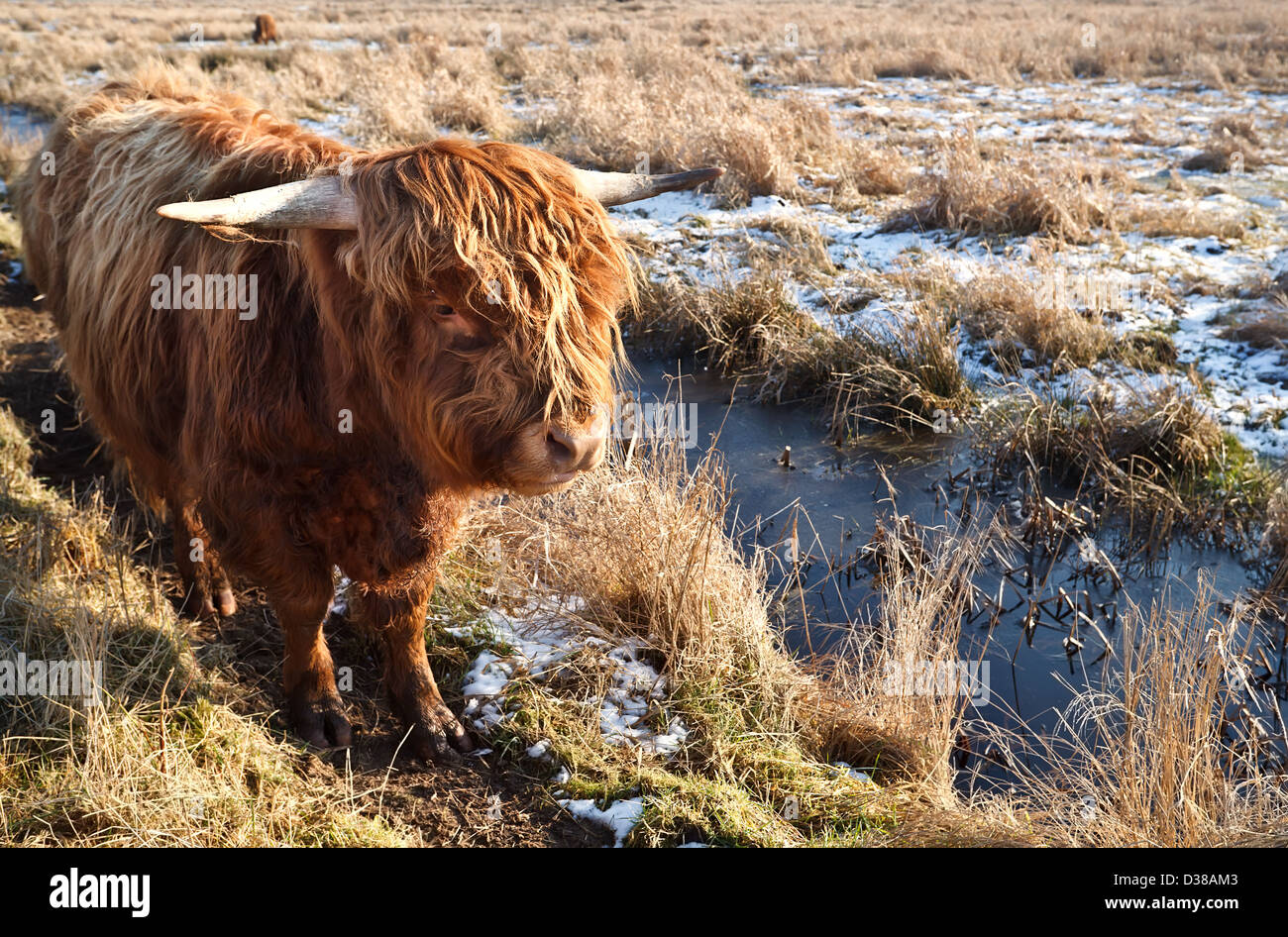 Scottish highland cattle on the pasture hi-res stock photography and ...