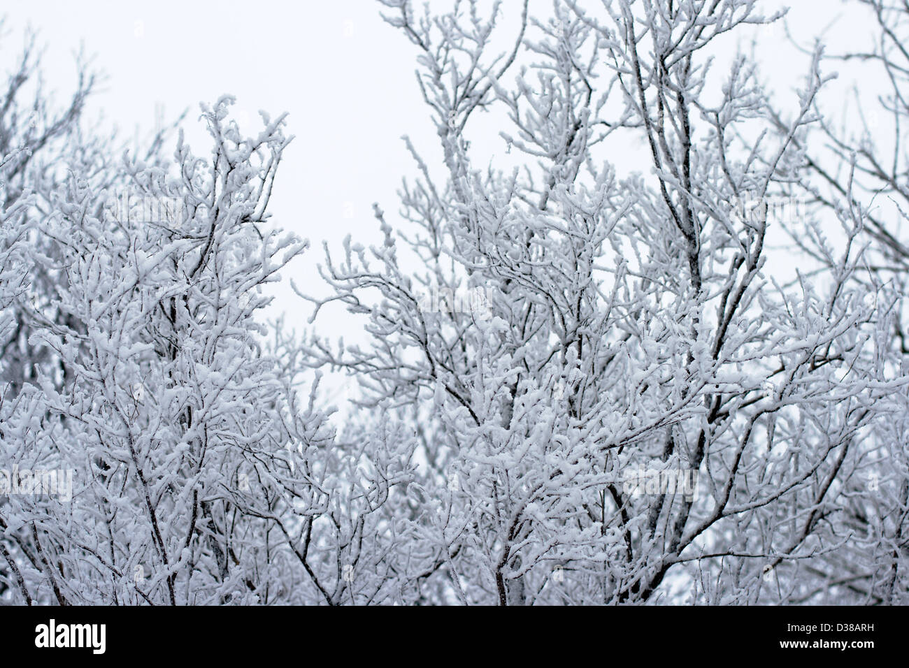 Twigs covered in snow Stock Photo - Alamy