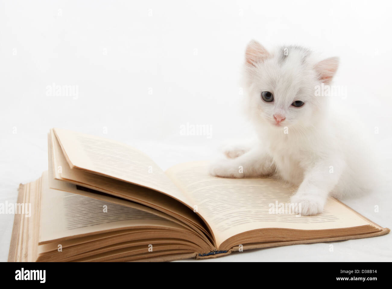 Kitten With Book