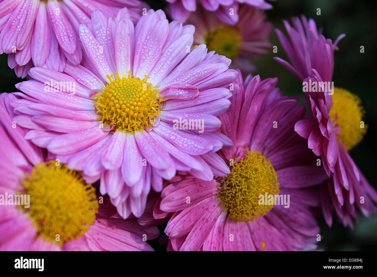 beautiful fresh pink flowers with water drops Stock Photo - Alamy
