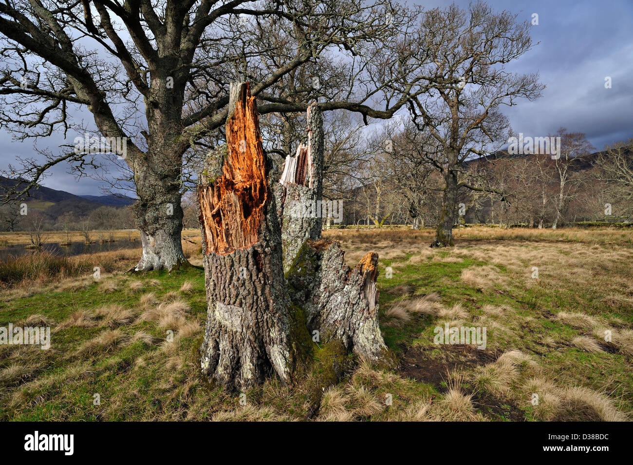 Remains of a large oak-tree destroyed by gale-force winds; sparse ...