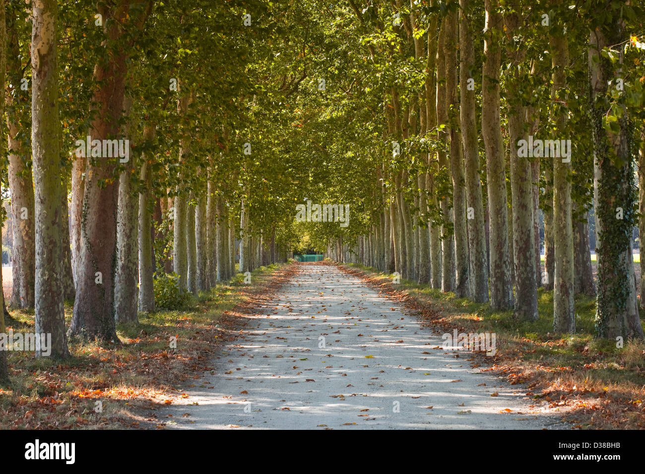 Tree lined valley hi-res stock photography and images - Alamy