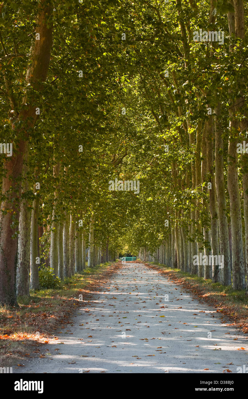 A tree lined avenue in the Loire Valley, France Stock Photo - Alamy