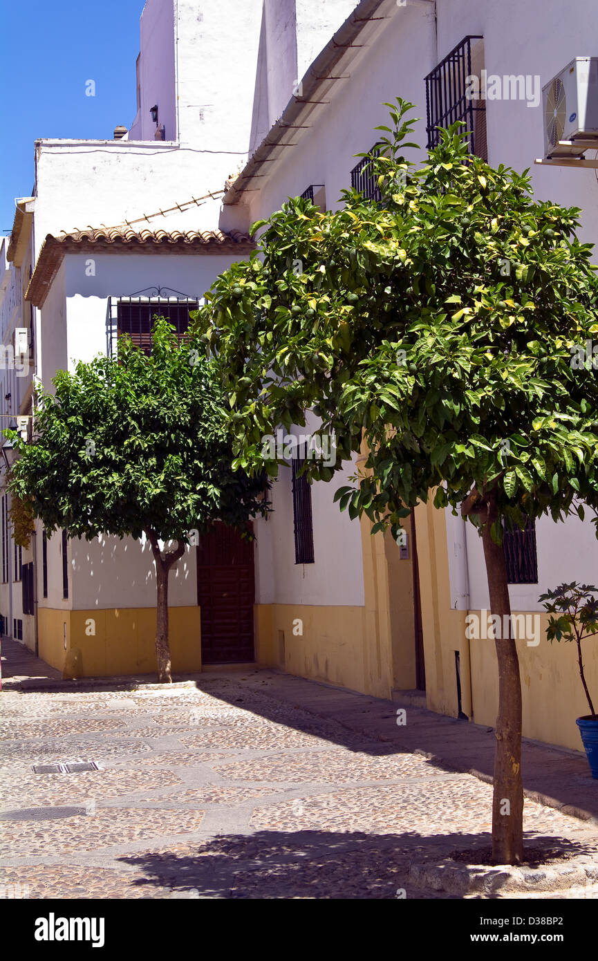 Orange trees growing in a street in Cordoba, Andalucia, Spain Stock ...