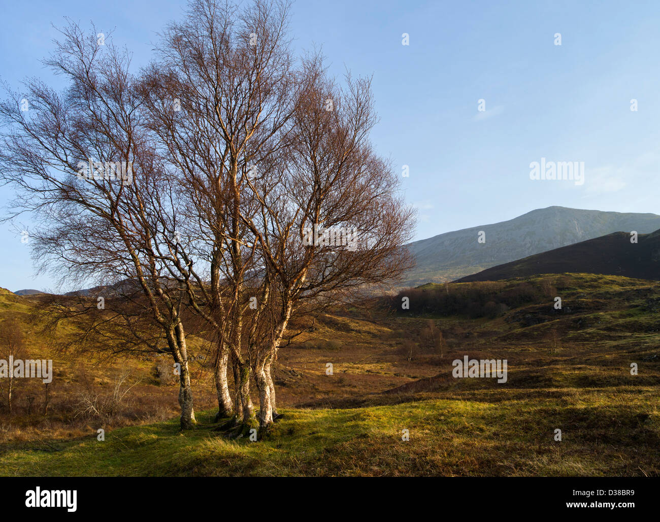 Group of birch-trees in bare winter condition above Strath Tummel, Scottish Highlands Stock ...