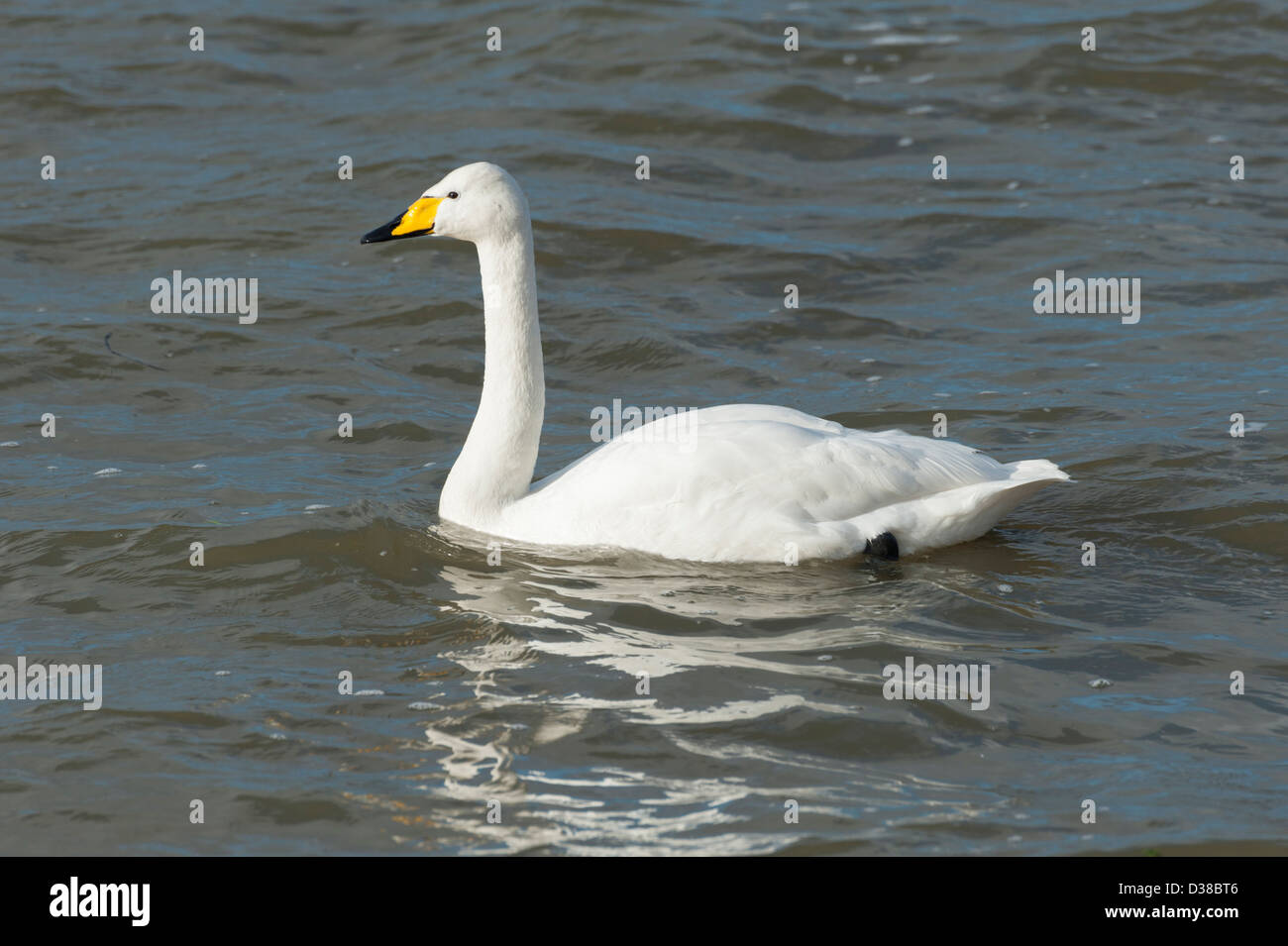 A whooper swan on water Stock Photo - Alamy