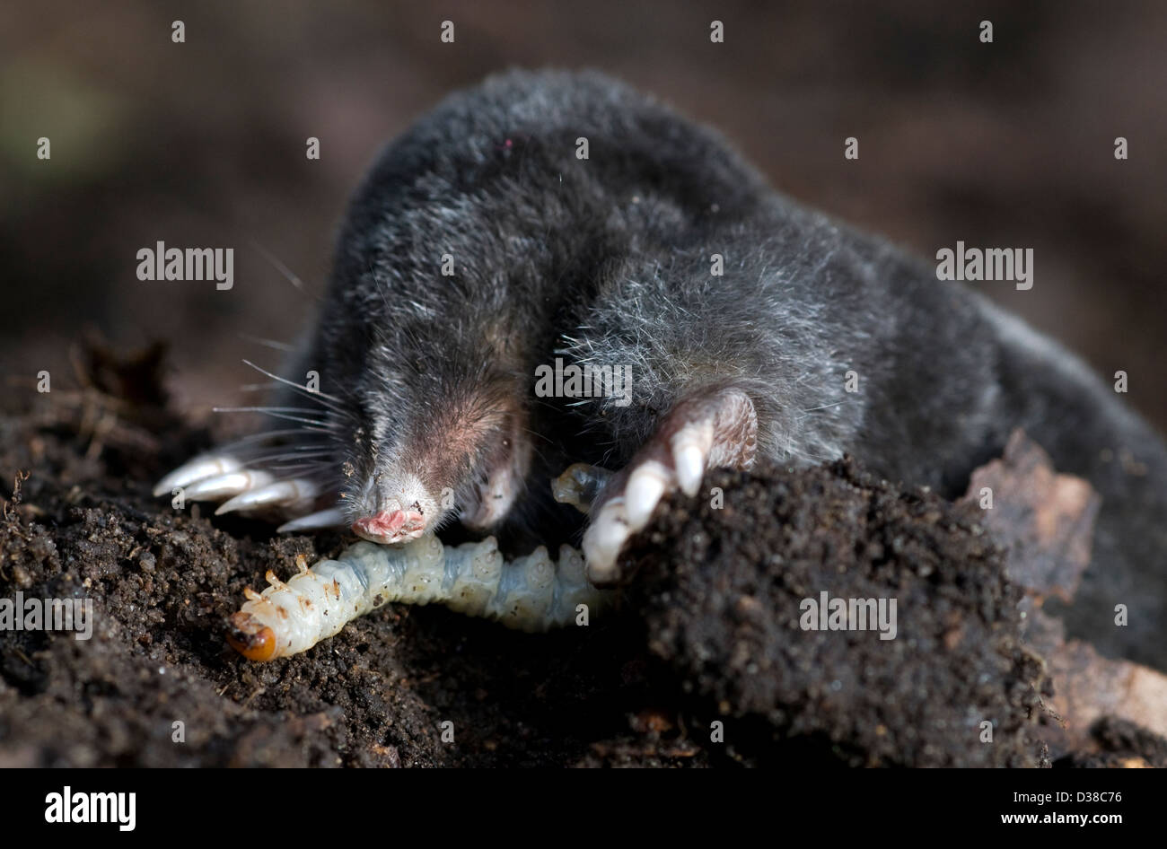 mole and grub,talpa europaea,cairngorms national park, highlands ...