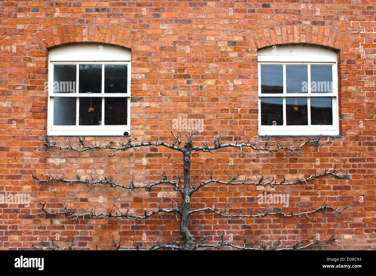 Pruned apple tree hi-res stock photography and images - Alamy