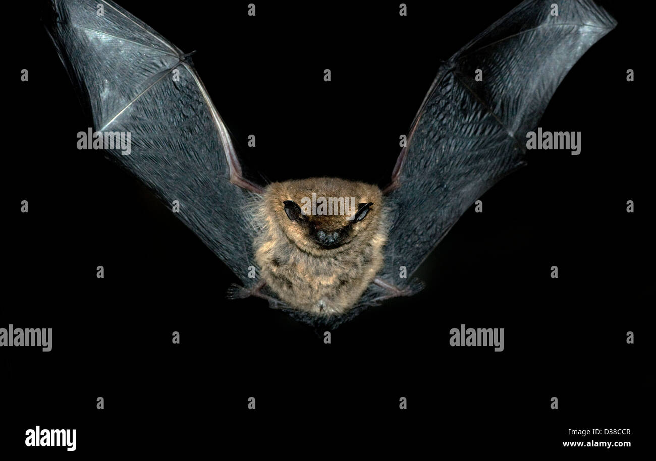 a common pipistrelle britains smallest bat in flight Stock Photo - Alamy