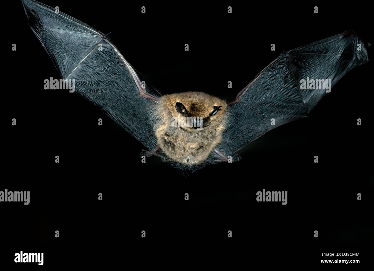 Flying common pipistrelle bat hi-res stock photography and images - Alamy