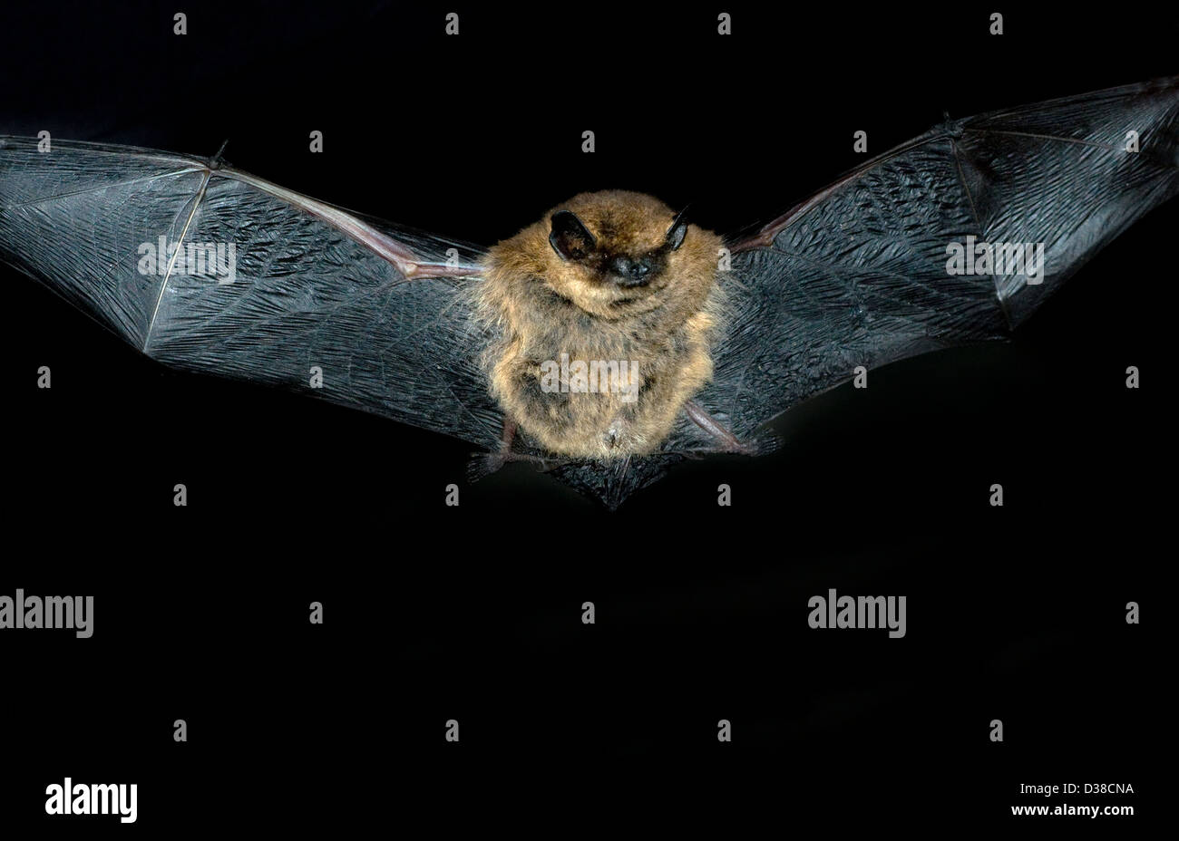 Flying common pipistrelle bat hi-res stock photography and images - Alamy
