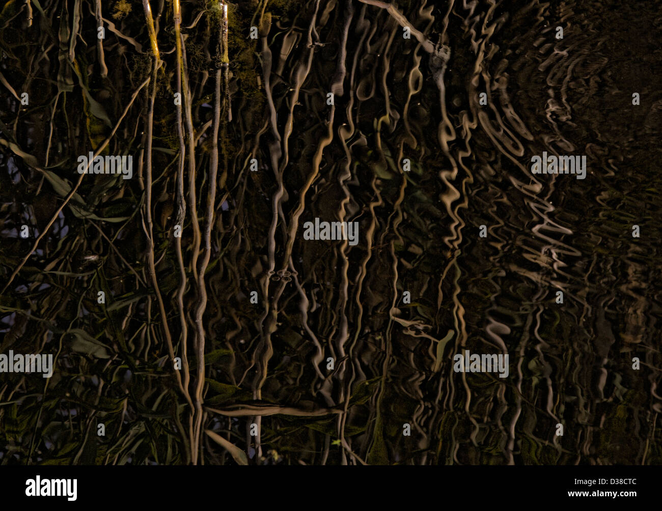 Reed reflections hi-res stock photography and images - Alamy
