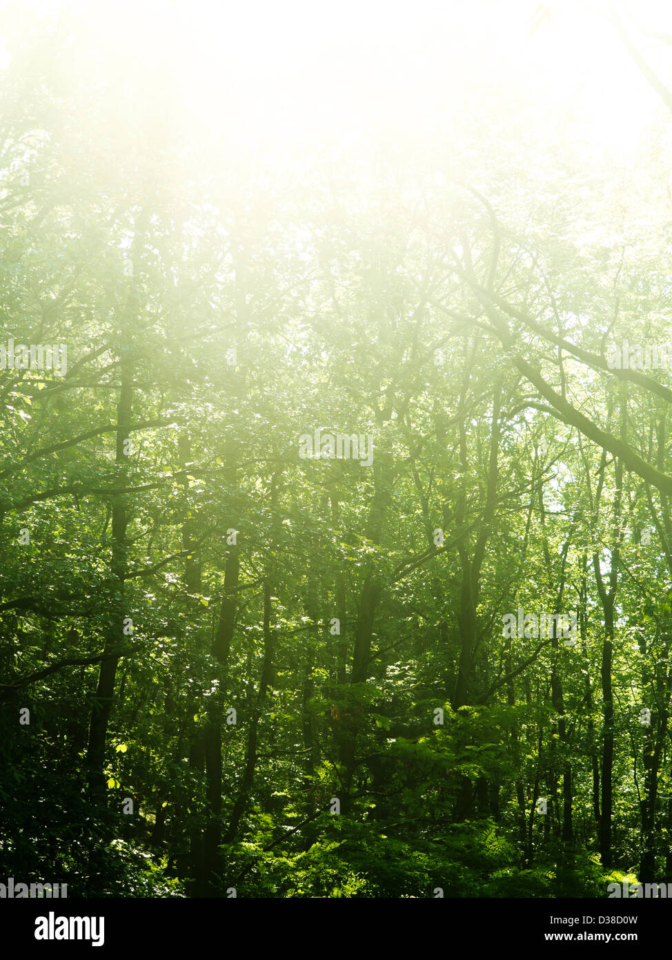 Sunlight beaming through trees hi-res stock photography and images - Alamy