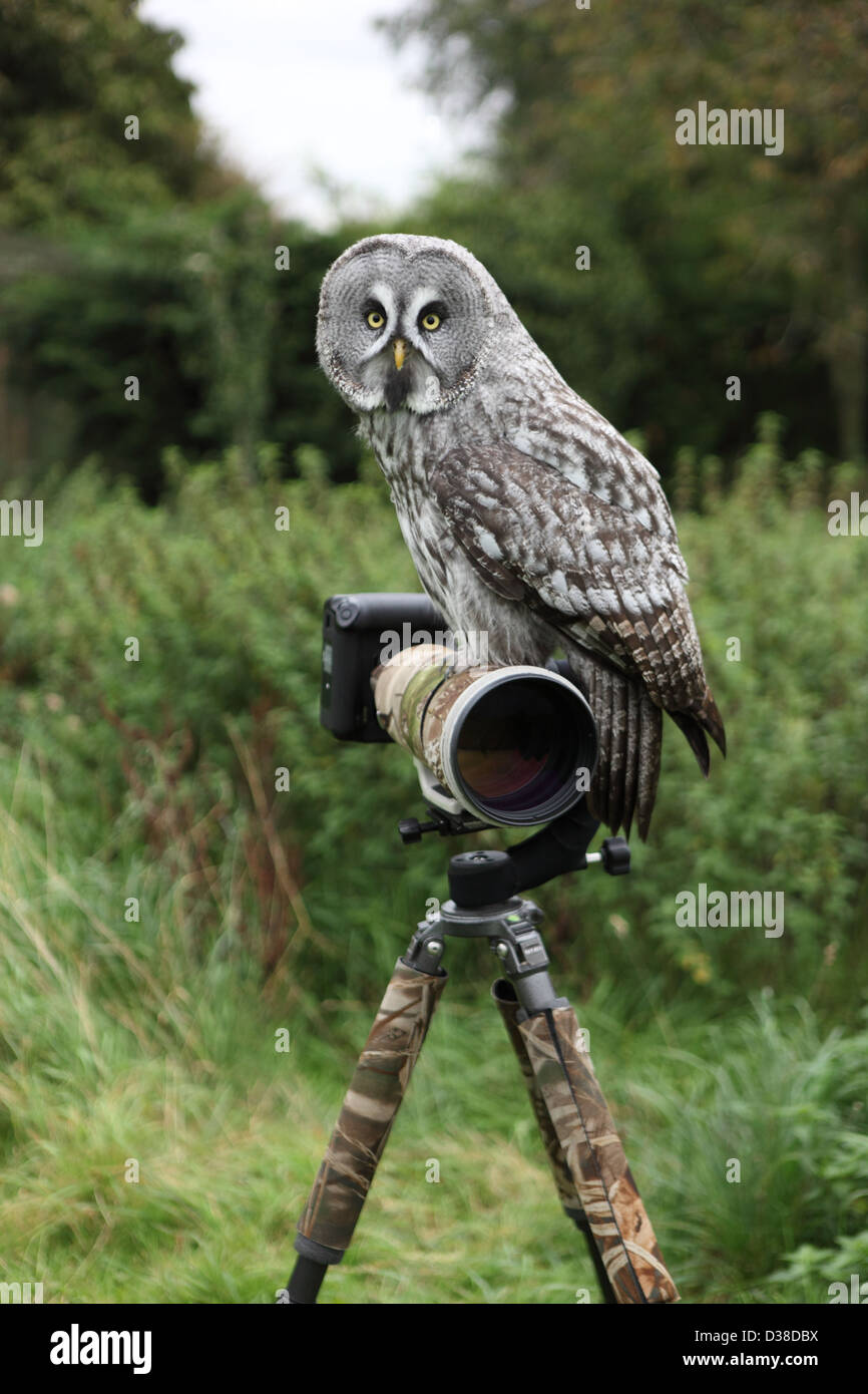 owl on camera lens Stock Photo - Alamy