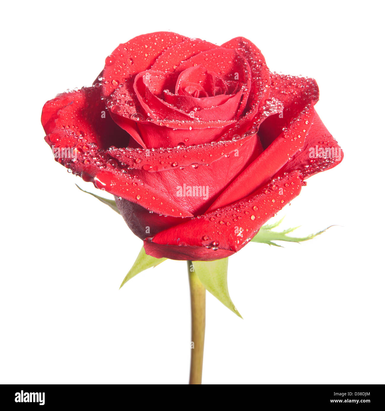 Red rose flower isolated on the white background Stock Photo - Alamy