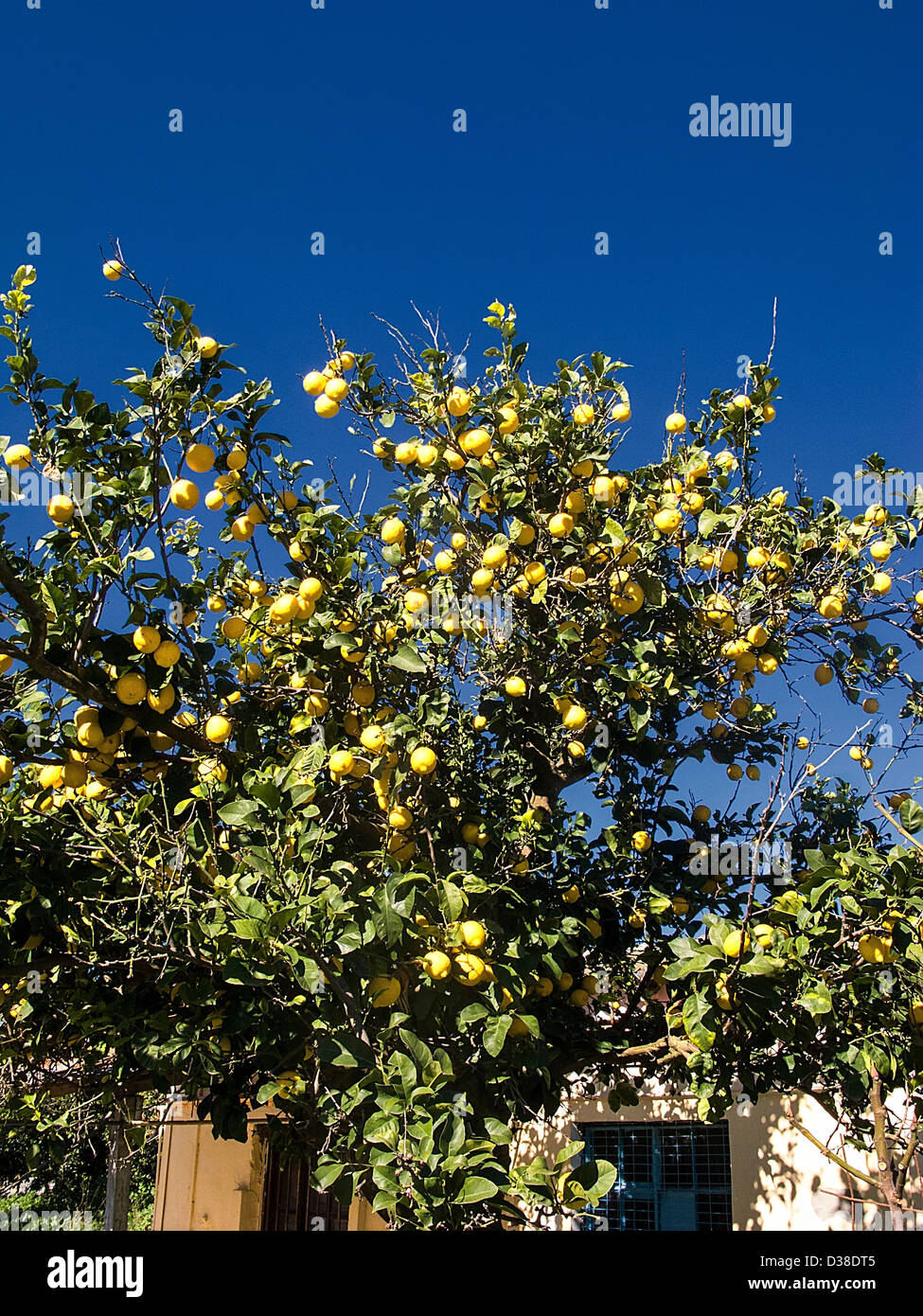 Lemon Tree, Crete, Greece Stock Photo - Alamy