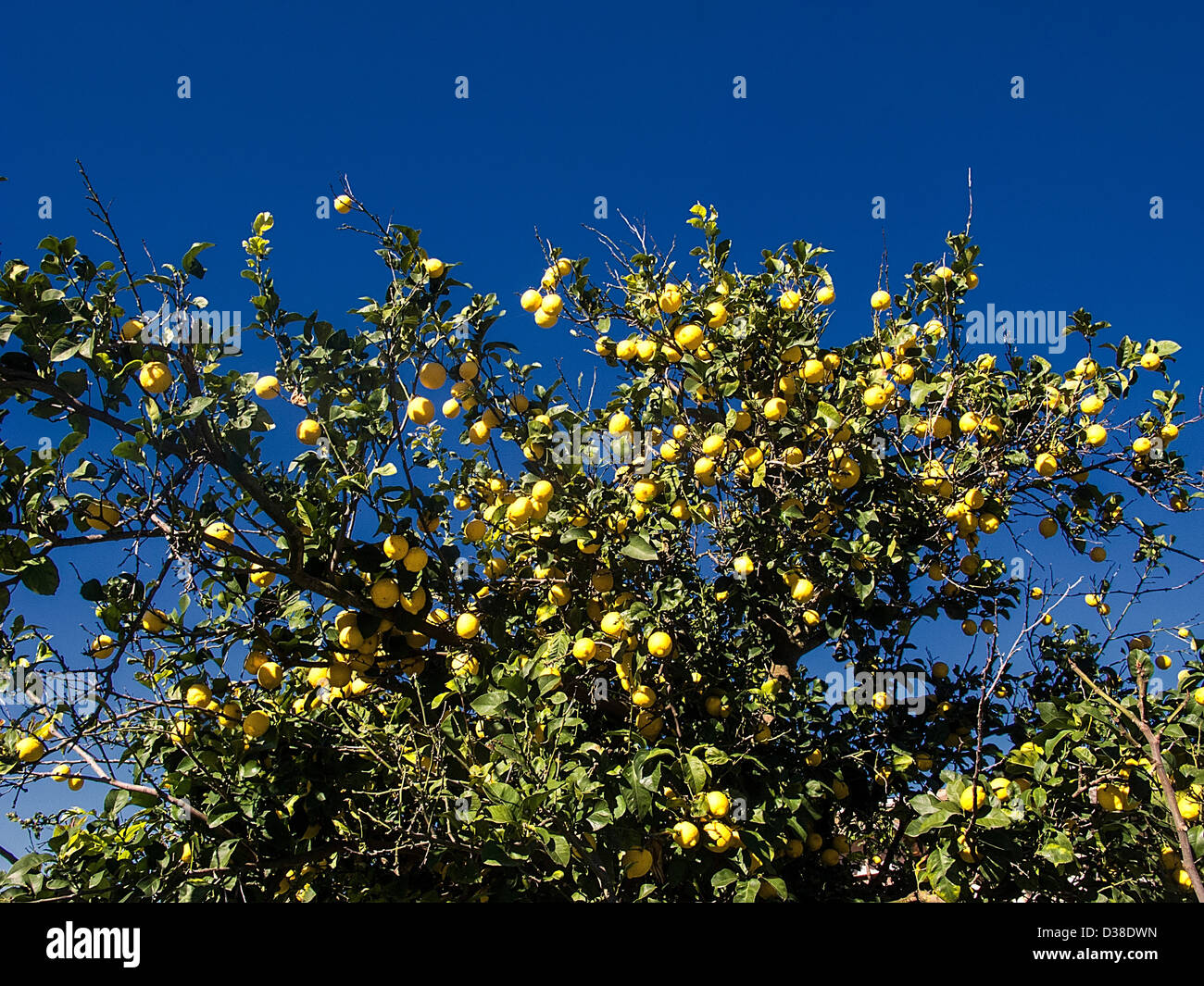Lemon Tree, Crete, Greece Stock Photo - Alamy