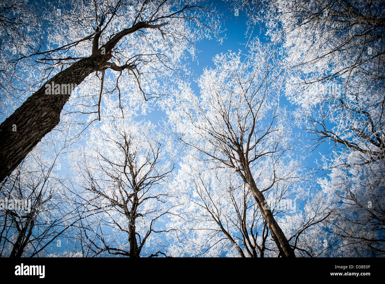 Looking up into trees Stock Photo - Alamy