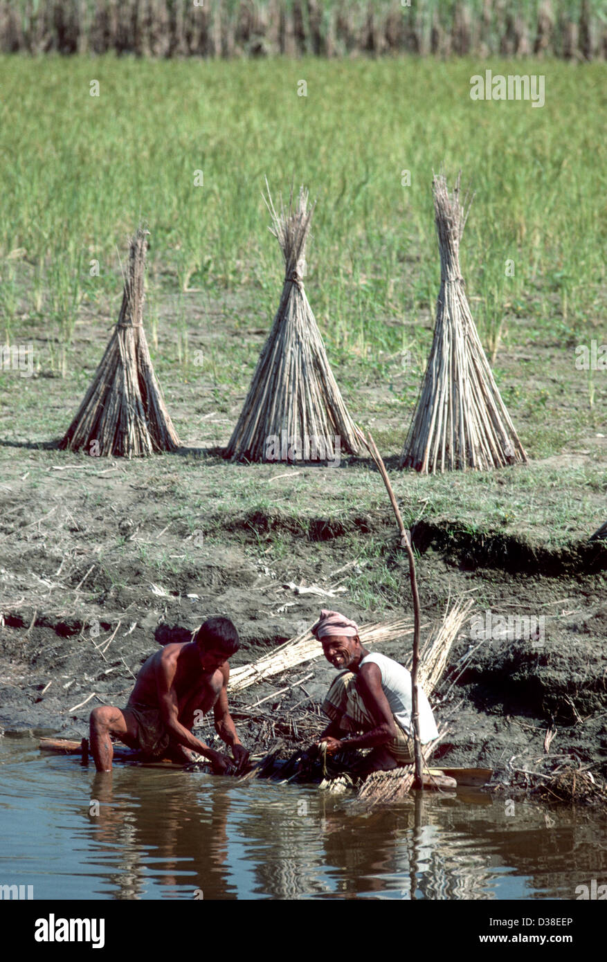 Jute cultivation High Resolution Stock Photography and Images - Alamy