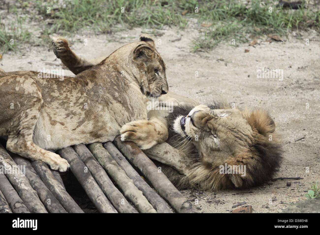 Johor zoo hi-res stock photography and images - Alamy