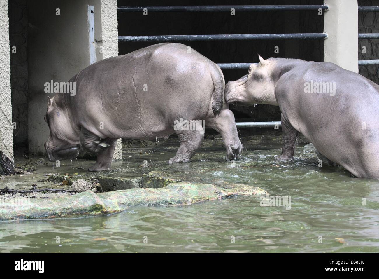 Johor zoo hi-res stock photography and images - Alamy