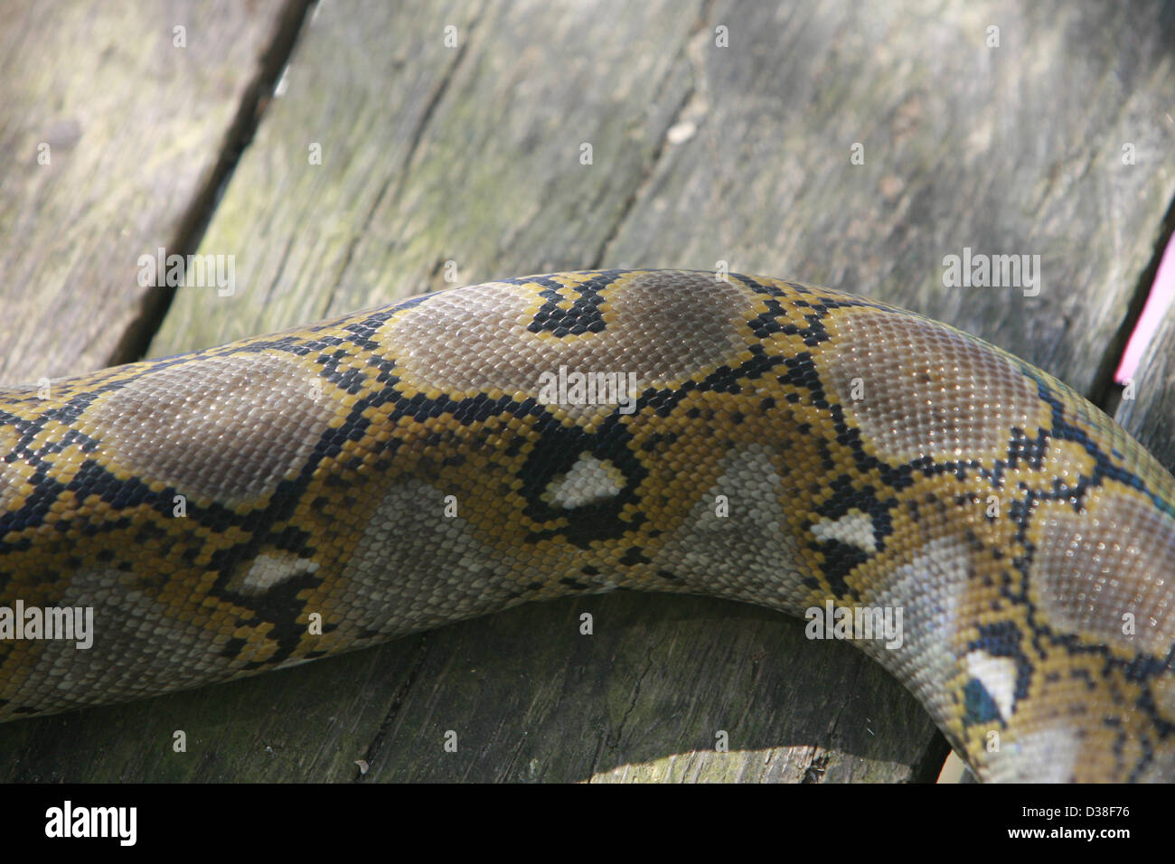 Reticulated Python Eating Hippo