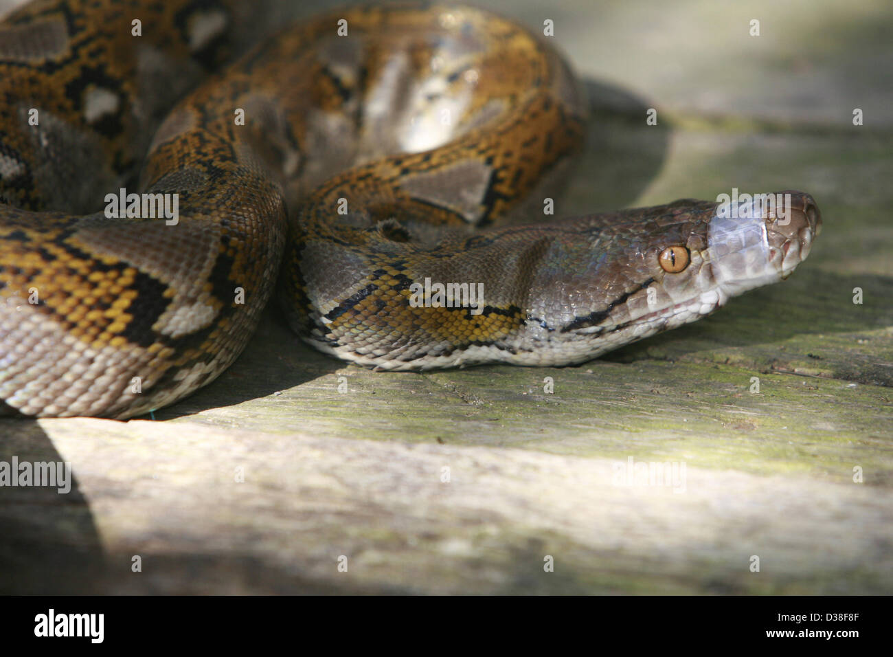 Affection for animals hi-res stock photography and images - Alamy