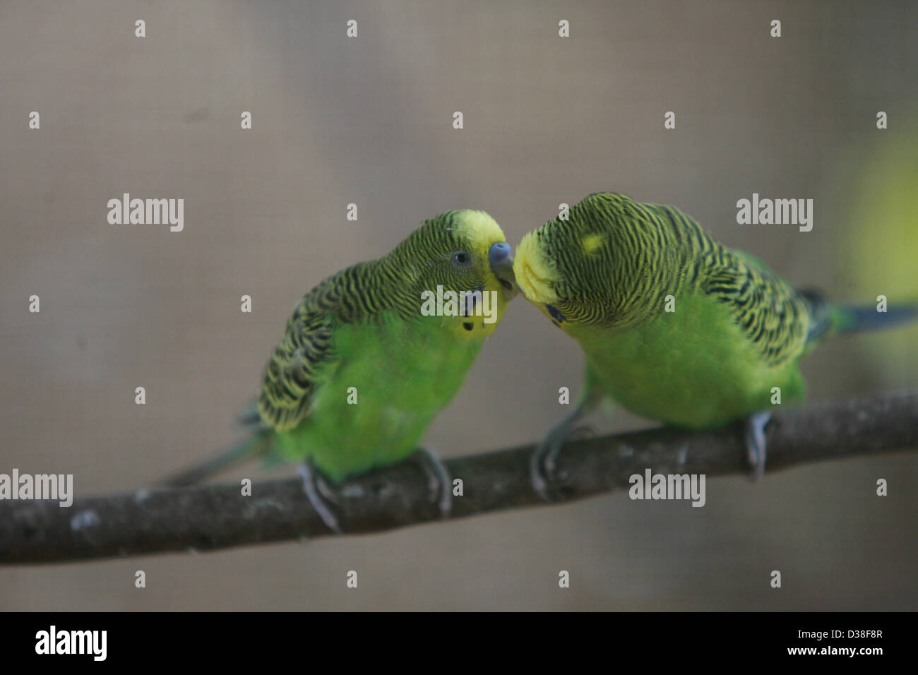 Affection for animals hi-res stock photography and images - Alamy