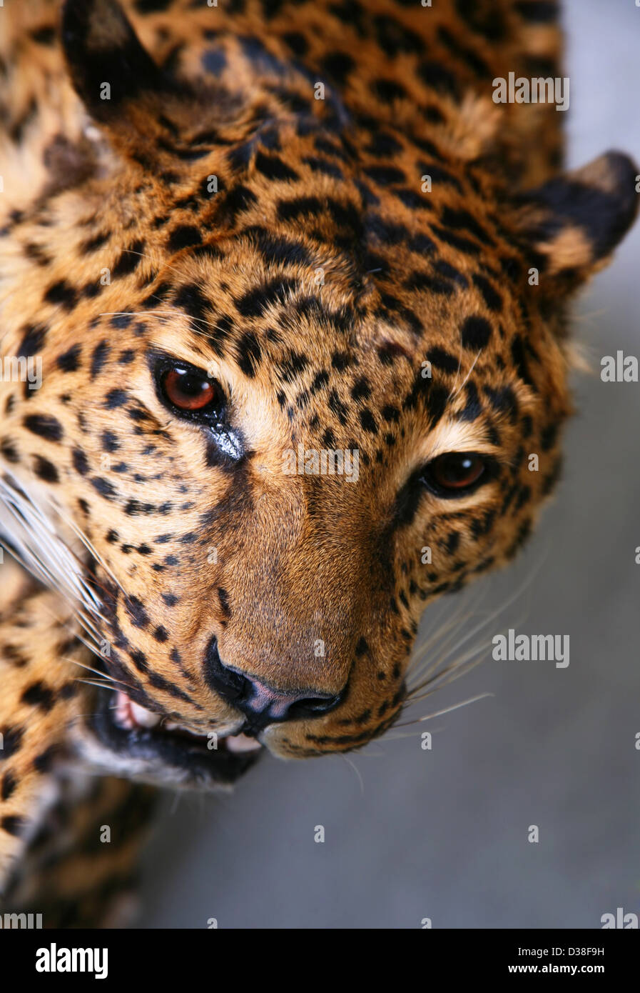 Head of the leopard with an open mouth close-up Stock Photo - Alamy
