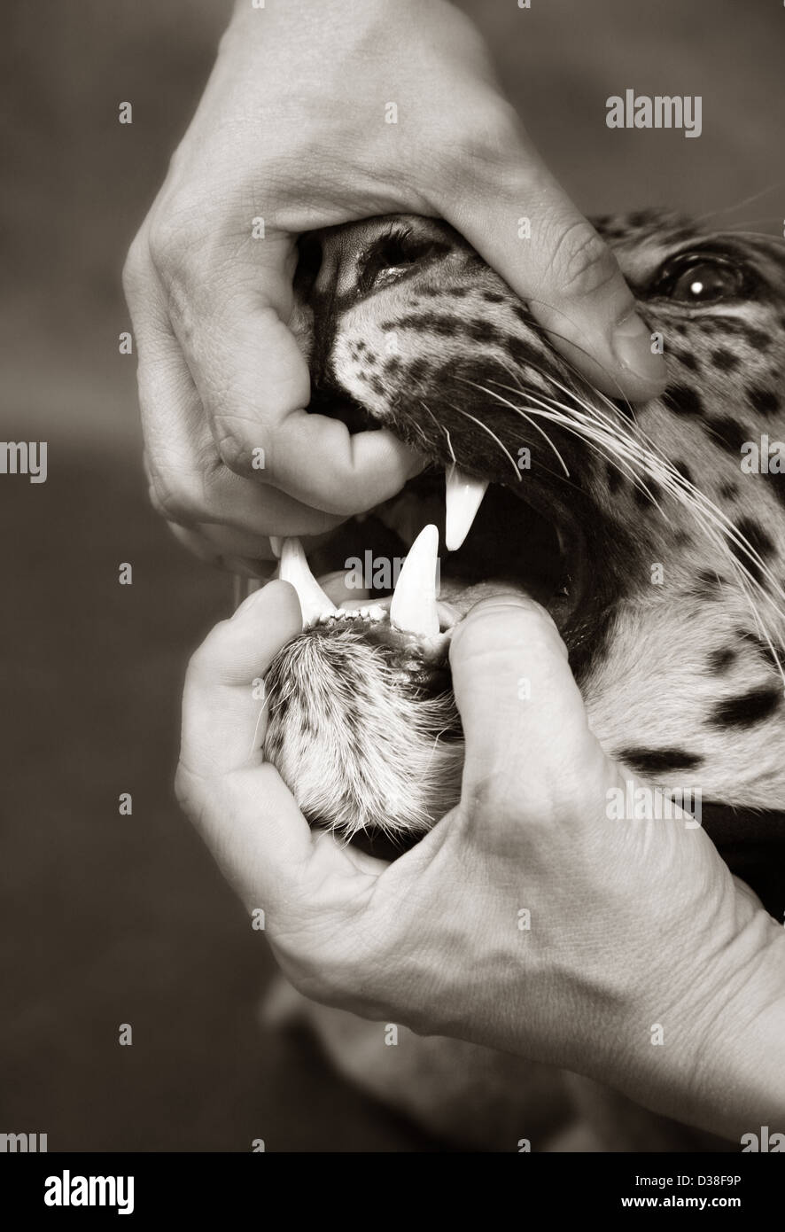 Furious leopard and man's hand close-up Stock Photo - Alamy