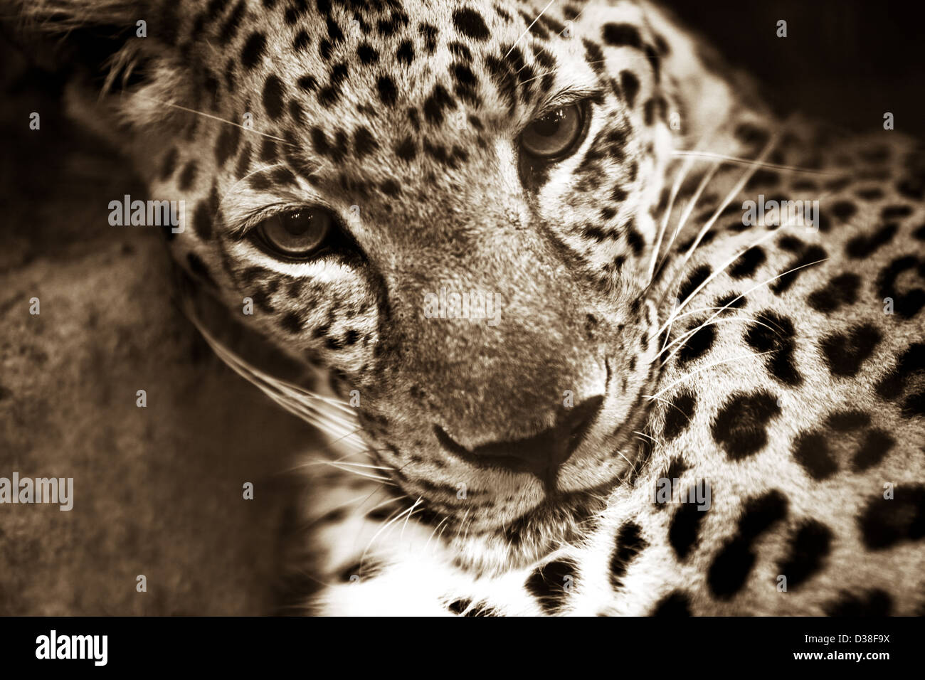 Portrait of a leopard (Panthera pardus). Bali. Indonesia Stock Photo ...